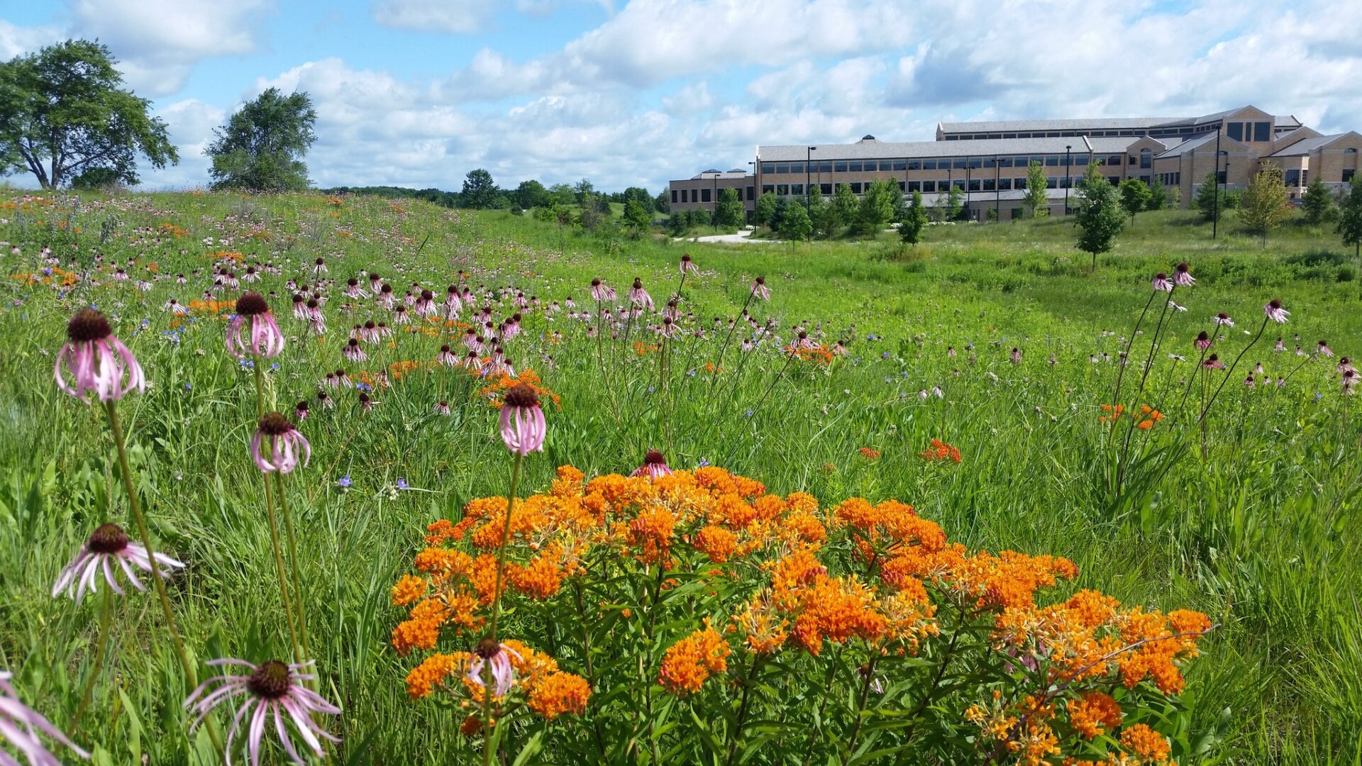 Sustainable Commercial Landscape Design | Madison, WI